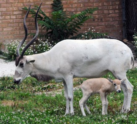 Addax: An Endangered Species from the Sahara - Baby Animal Zoo