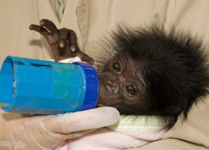 Baby Bonobos: Our Cute Little Relatives | Baby Animal Zoo