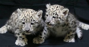 Twin Snow Leopards Born at the Albuquerque Zoo - Baby Animal Zoo