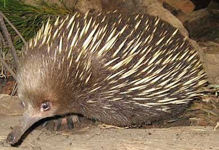 The Echidna: Hatching Cute Puggles Every Day - Baby Animal Zoo