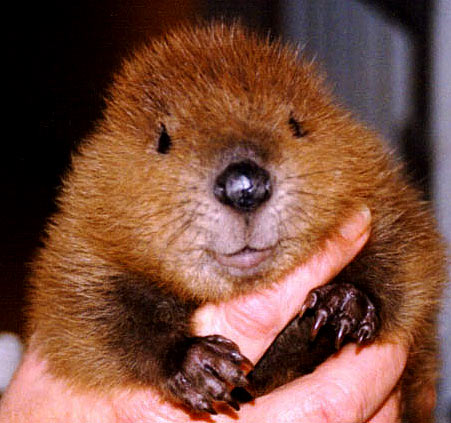 Brown Little Beaver Baby - Baby Animal Zoo
