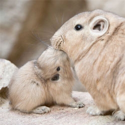 The Gundis: A Small Rodent That’s Big On Cute | Baby Animal Zoo