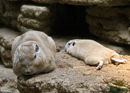 The Gundis: A Small Rodent That’s Big On Cute - Baby Animal Zoo
