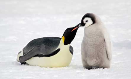 Penguins: The Flightless Bird - Baby Animal Zoo