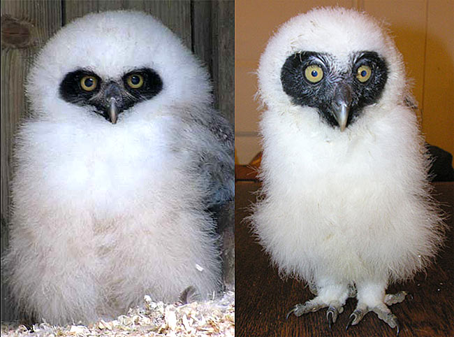 Spectacled Owl Chicks Born Fluffy White - Baby Animal Zoo