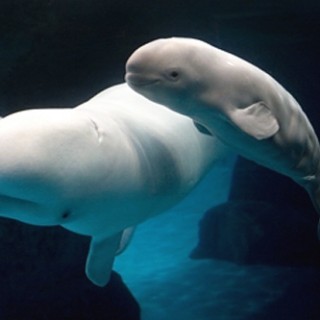 Baby Belugas - Baby Animal Zoo