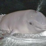 Baby Belugas - Baby Animal Zoo