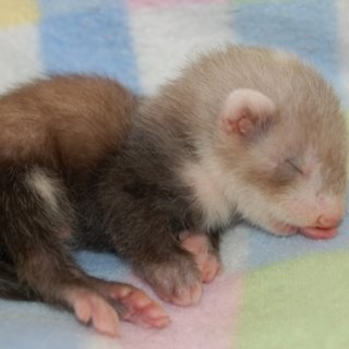 Baby Ferrets Are Tiny Balls Of Cute - Baby Animal Zoo