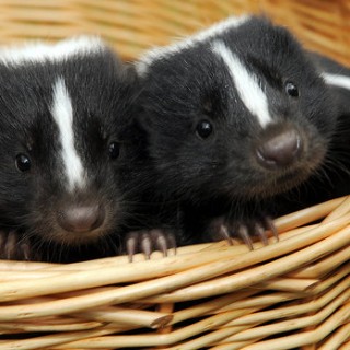 They May Stink, But Baby Skunks Are Still Cute - Baby Animal Zoo