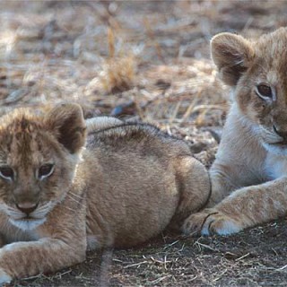 Lion Cubs: The King Of The Jungle Starts Out As A Little Prince - Baby ...