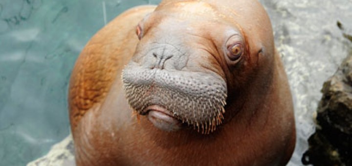 Walrus - Baby Animal Zoo
