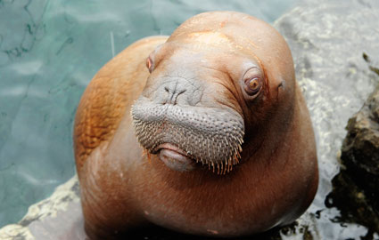 Baby Walruses: No Tusks, But Lots Of Cute | Baby Animal Zoo