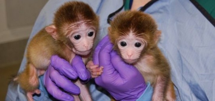 Chimeric Rhesus - Baby Animal Zoo