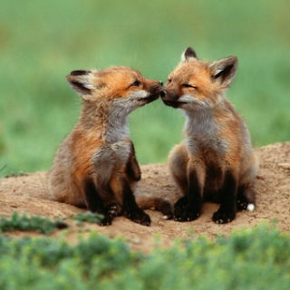 Fox Cubs, Kits and Pups - Baby Animal Zoo