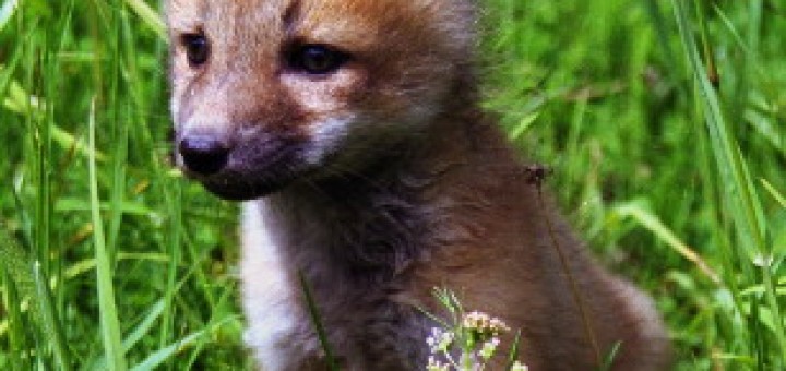 Foxes - Baby Animal Zoo