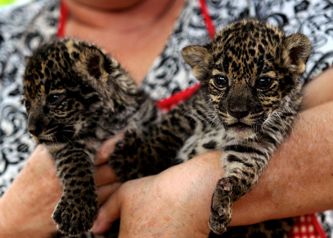 Jaguars Born in Nicaraguan Zoo - Baby Animal Zoo