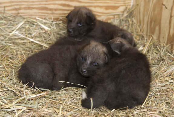Rare, Maned Wolf Pups Born - Baby Animal Zoo Rare, Maned Wolf Pups Born - Baby Animal Zoo