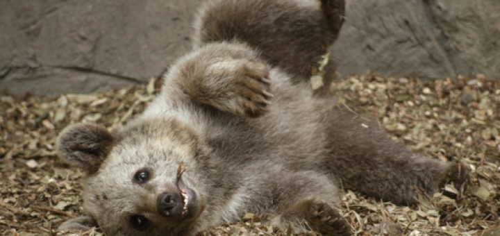 Syrian Bear Cubs - Baby Animal Zoo