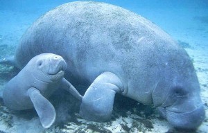Adorable Baby Manatee - Baby Animal Zoo