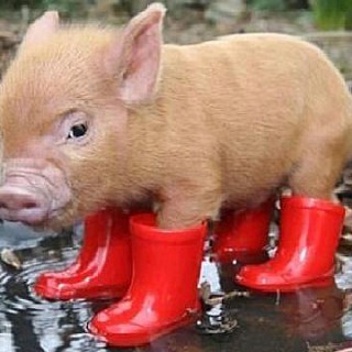 Pygmy Pigs – Tiny, Cute and Ready for a Closeup! - Baby Animal Zoo