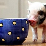 Pygmy Pigs – Tiny, Cute and Ready for a Closeup! - Baby Animal Zoo