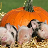 Pygmy Pigs – Tiny, Cute and Ready for a Closeup! - Baby Animal Zoo