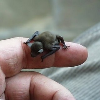 Baby Bat Clip - Baby Animal Zoo