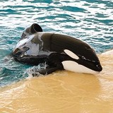 This One’s A Real Killer: Baby Orcas! - Baby Animal Zoo