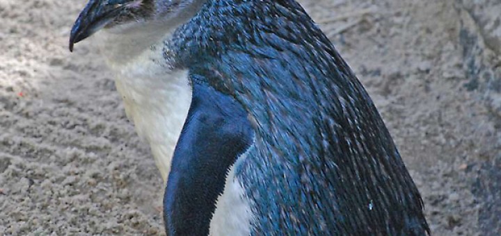 Penguins: The Flightless Bird - Baby Animal Zoo