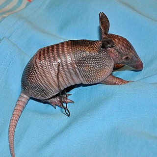 Spotlight on: Baby Armadillos! - Baby Animal Zoo