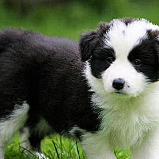 Dogs With Jobs: Border Collies Protect the Skies! - Baby Animal Zoo