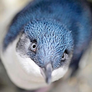 Little Blue Penguins - Baby Animal Zoo