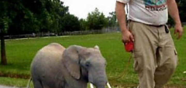 Elephants: Start Small, Grow Up Larger Than Life - Baby Animal Zoo