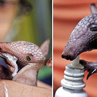 Spotlight on: Baby Armadillos! - Baby Animal Zoo