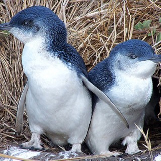 Little Blue Penguins - Baby Animal Zoo