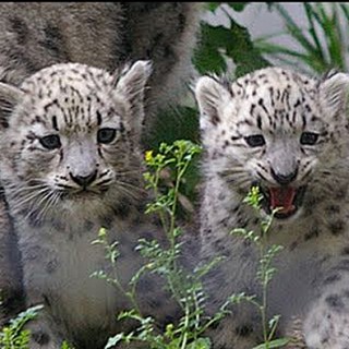 You Won’t Want These Baby Leopards to Change Their Spots! - Baby Animal Zoo
