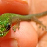 Whoever Said Green is Mean Never Met Such Cute Geckos! - Baby Animal Zoo