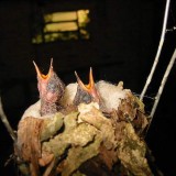 Baby Hummingbirds: Tiny and Cute - Baby Animal Zoo