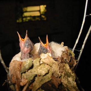 Baby Hummingbirds: Tiny and Cute - Baby Animal Zoo