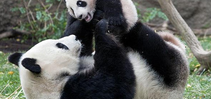 Pandas - Baby Animal Zoo