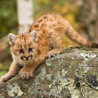 New Baby Puma Born in Berlin Zoo - Baby Animal Zoo