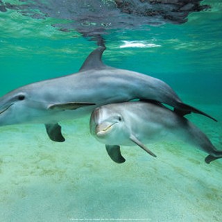 Baby Bottlenose Dolphins - Baby Animal Zoo