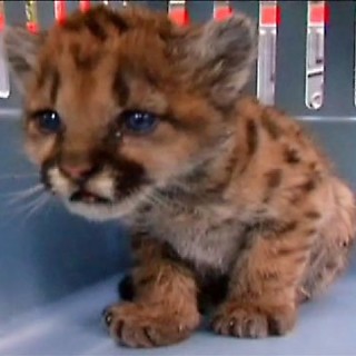 New Baby Puma Born in Berlin Zoo - Baby Animal Zoo
