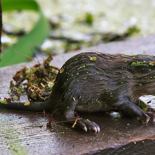 Must-See Muskrats! - Baby Animal Zoo