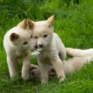 Dingo Babies – Nobody Gets Eaten! - Baby Animal Zoo