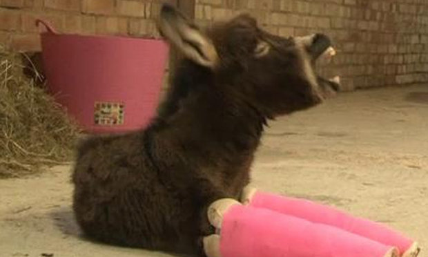 Primrose the Premature Baby Donkey Has Help - Baby Animal Zoo