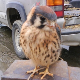 Baby Hawks Prey on Your Heartstrings - Baby Animal Zoo