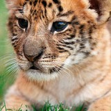 Baby Ligers! - Baby Animal Zoo