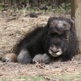 Baby Musk Oxen: They Reek Of Adorable - Baby Animal Zoo