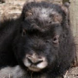 Baby Musk Oxen: They Reek Of Adorable - Baby Animal Zoo